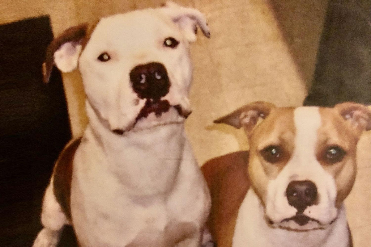 Meet Diesel: The Dog Behind the Brand – LIX